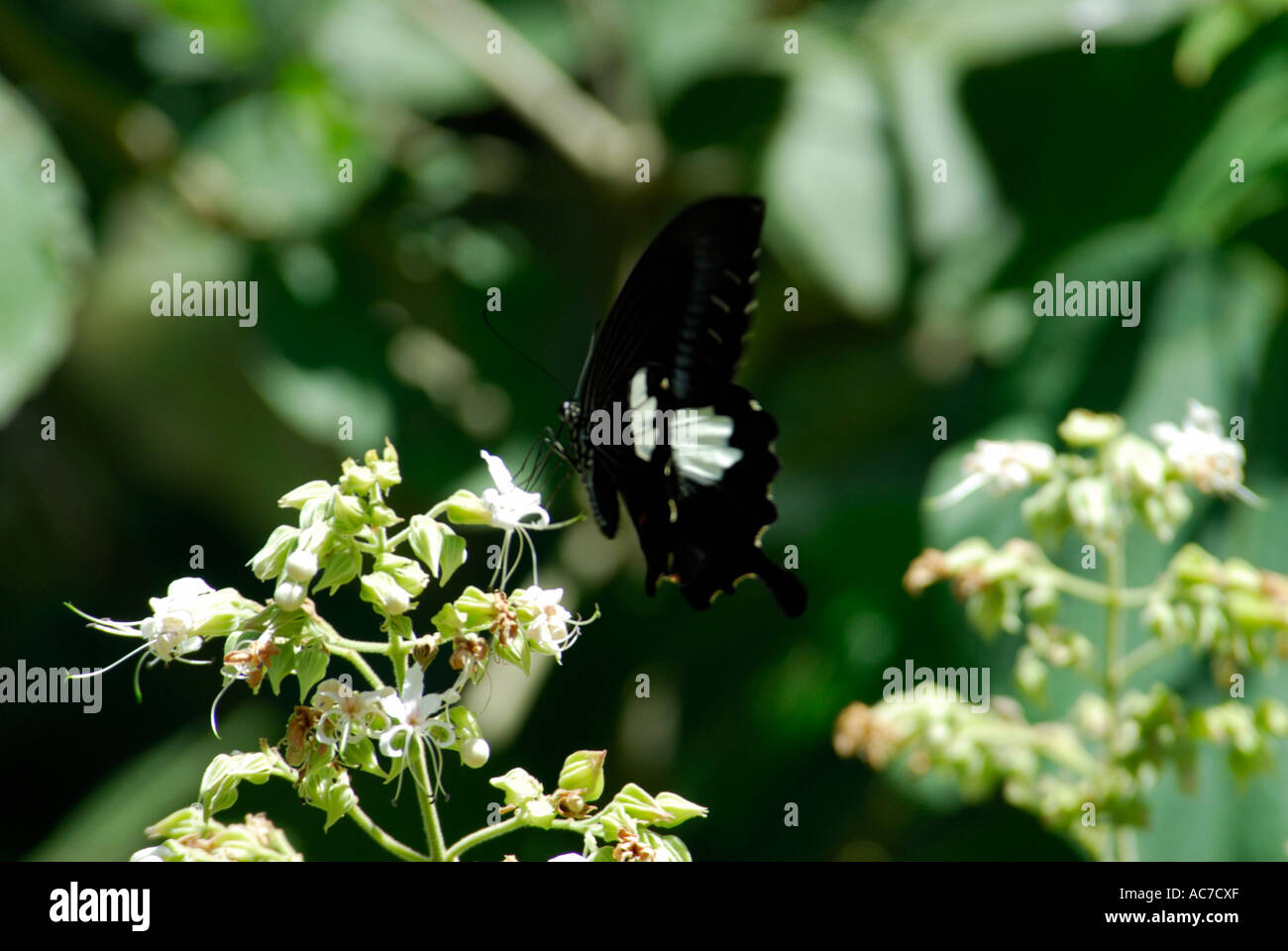 BUTTERFLY SILENT VALLEY NATIONAL PARK PALAKKAD DIST Stock Photo - Alamy