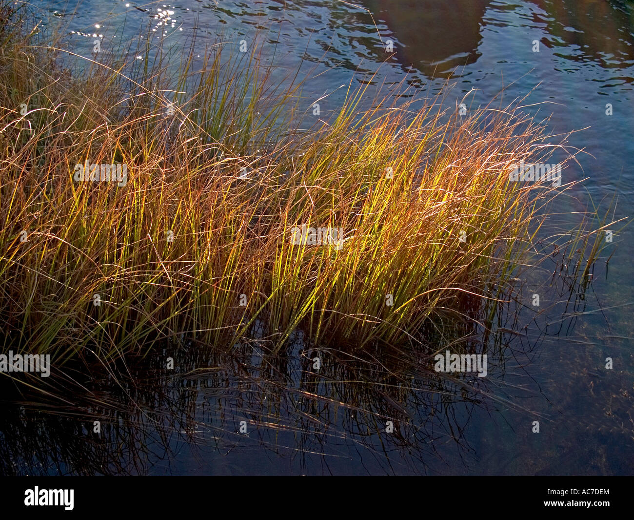 Reeds on edge of river Stock Photo - Alamy