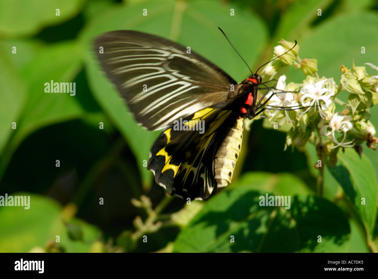SOUTHERN BIRDWING BUTTERFLY SILENT VALLEY NATIONAL PARK PALAKKAD DIST ...