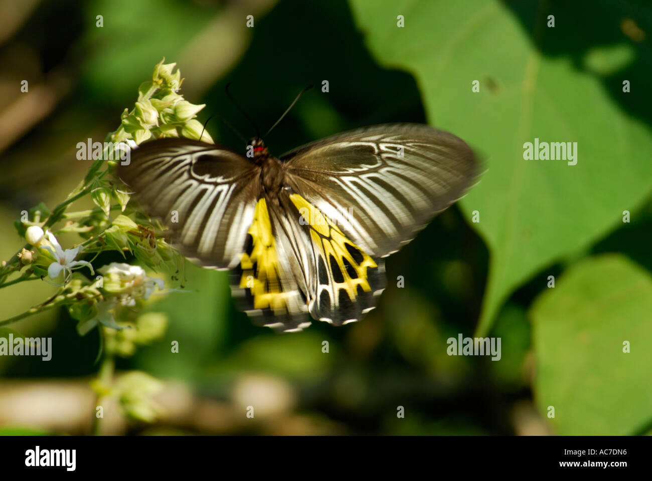 SOUTHERN BIRDWING BUTTERFLY SILENT VALLEY NATIONAL PARK PALAKKAD DIST ...
