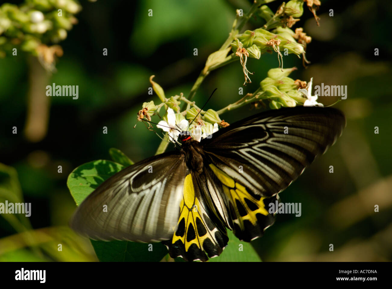 SOUTHERN BIRDWING BUTTERFLY SILENT VALLEY NATIONAL PARK PALAKKAD DIST ...