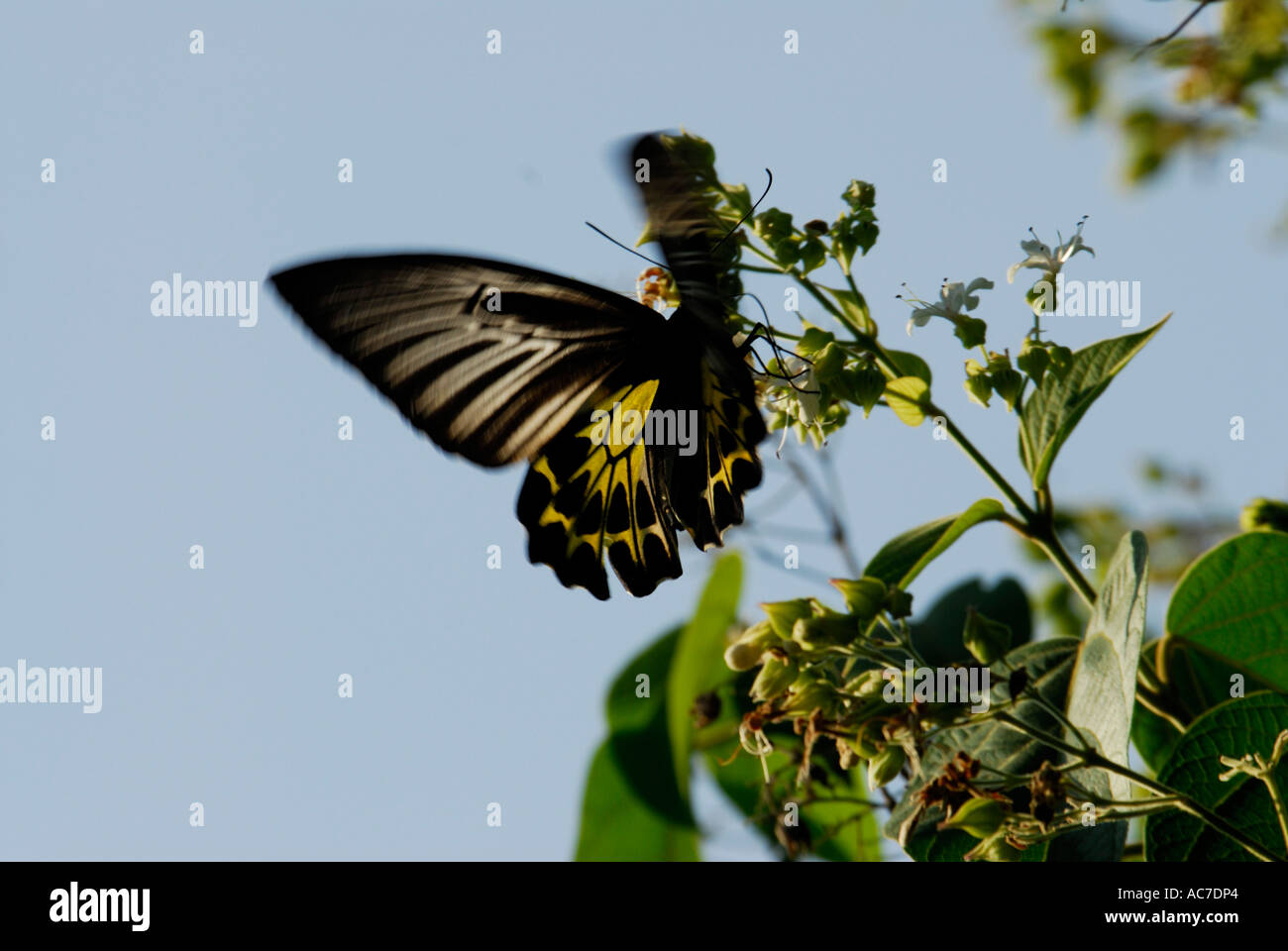 SOUTHERN BIRDWING BUTTERFLY SILENT VALLEY NATIONAL PARK PALAKKAD DIST ...