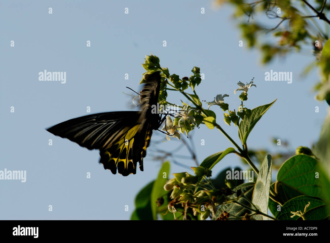 SOUTHERN BIRDWING BUTTERFLY SILENT VALLEY NATIONAL PARK PALAKKAD DIST ...