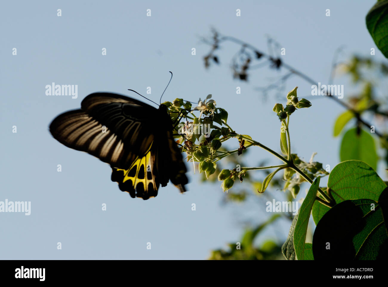 Southern birdwing butterfly hi-res stock photography and images - Alamy