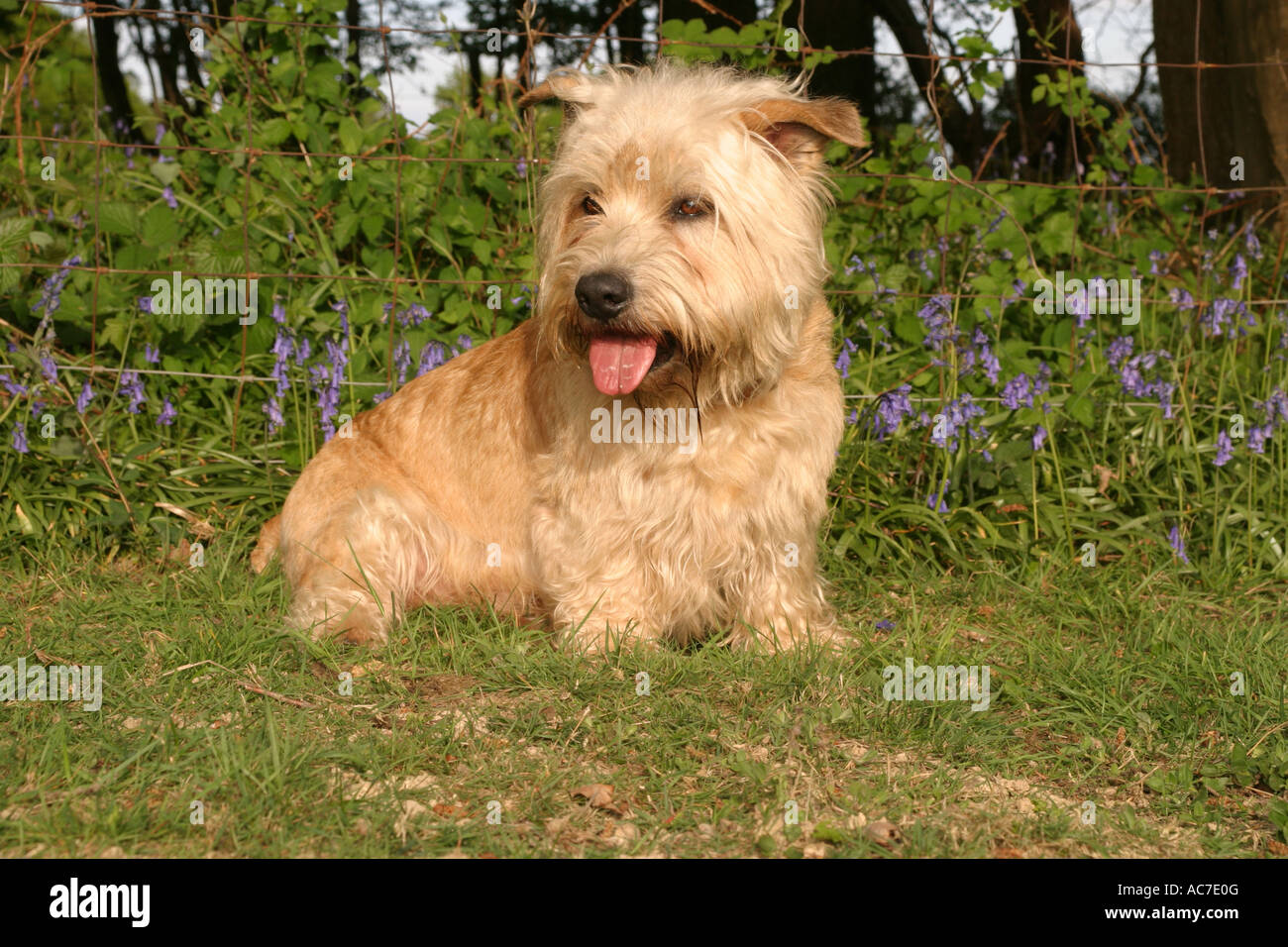 Glen of Imaal Terriers Stock Photo - Alamy