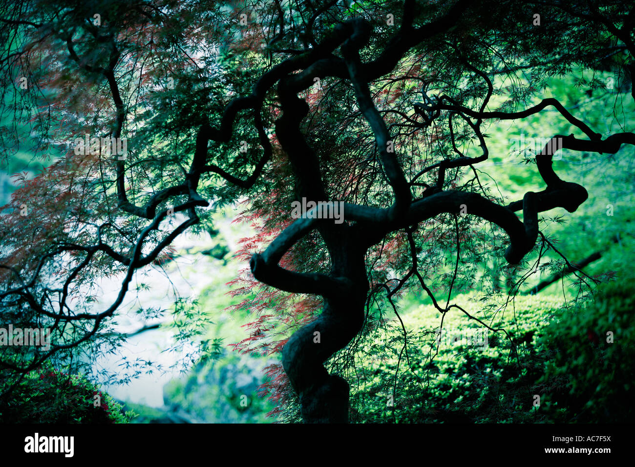 A maple tree with twisted branches Stock Photo - Alamy