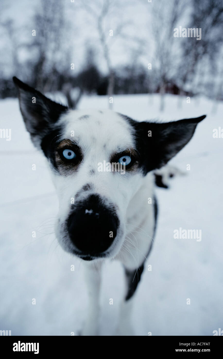 Close up of a husky's face Stock Photo - Alamy