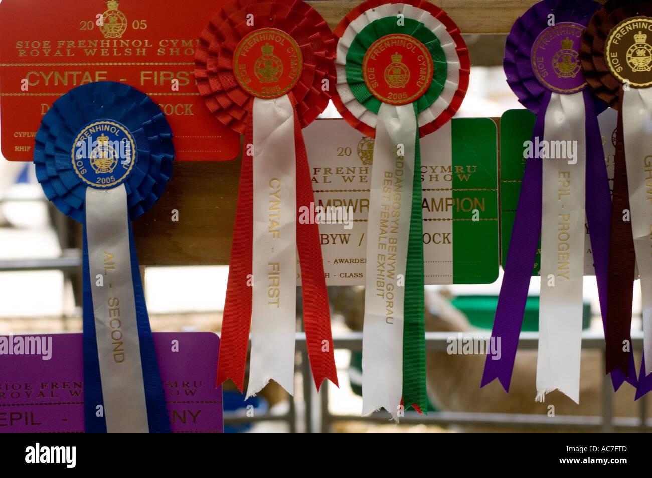 prize winners rosettes at an agricultural show in Wales Stock Photo - Alamy