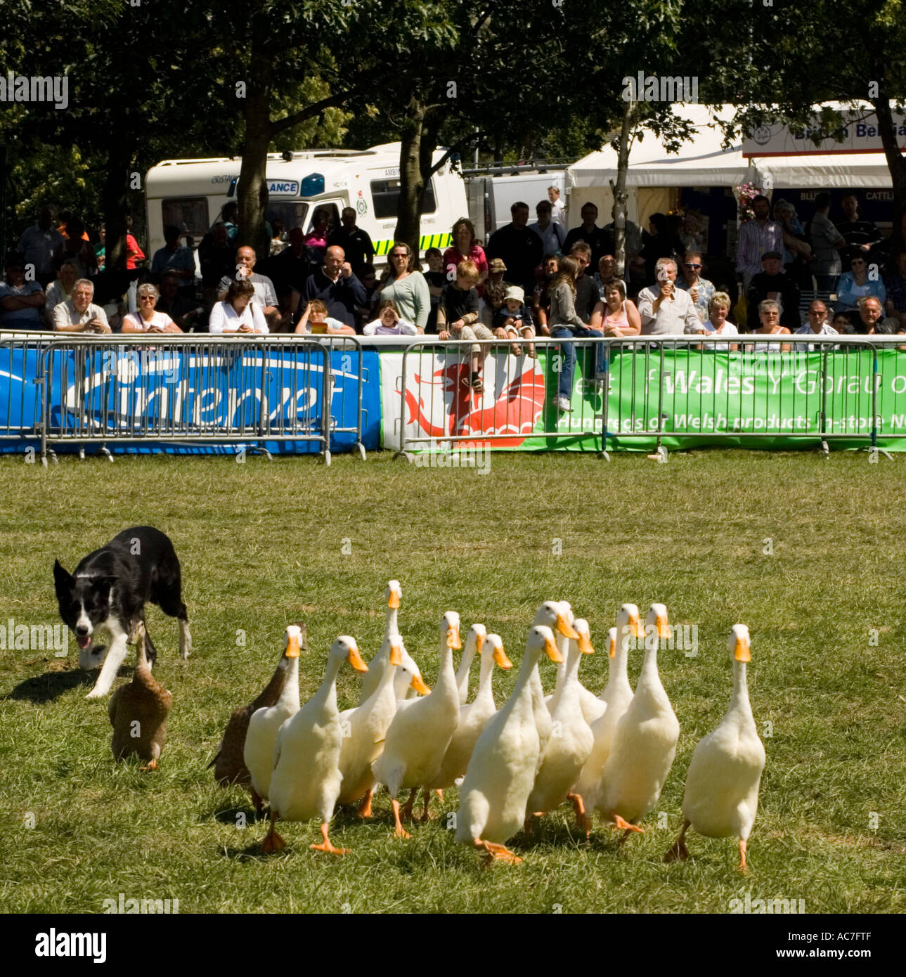 Herding geese hi-res stock photography and images - Alamy