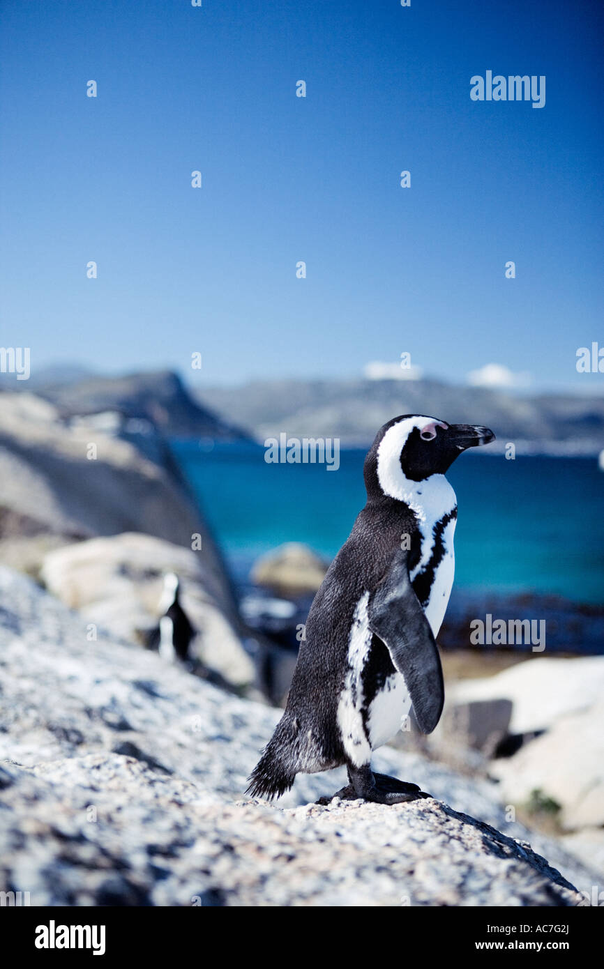 Single penguin on some rocks Stock Photo - Alamy