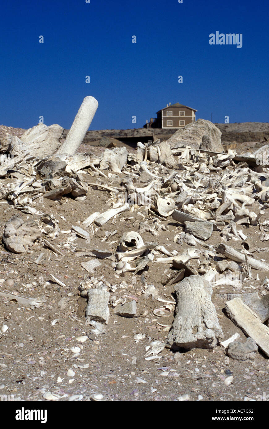 Whale bones strewn on the beach in The Namib Naukluft desert Stock ...