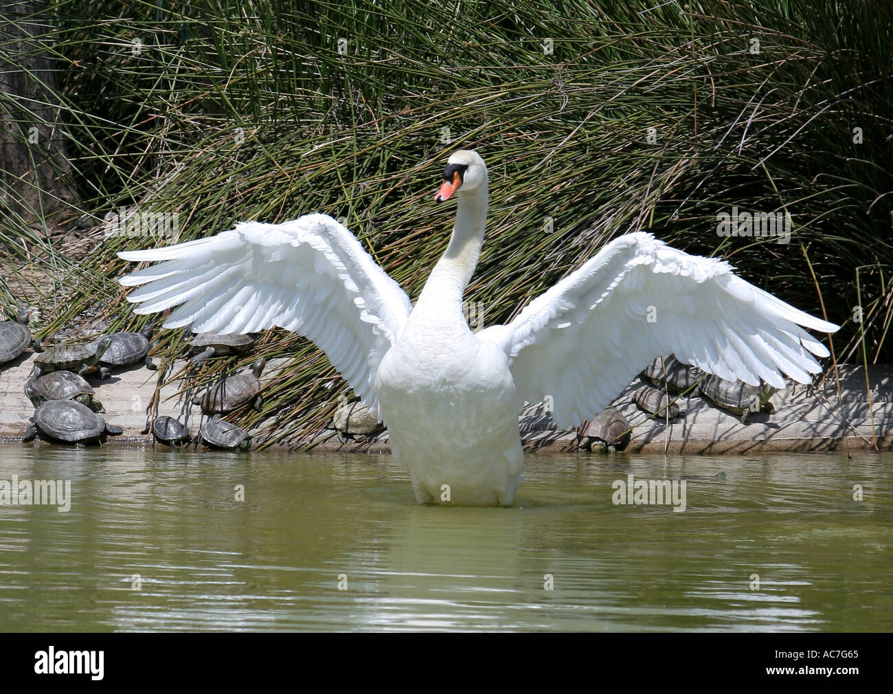 Swan stretching on a lake after a preening session Wings spread out in ...