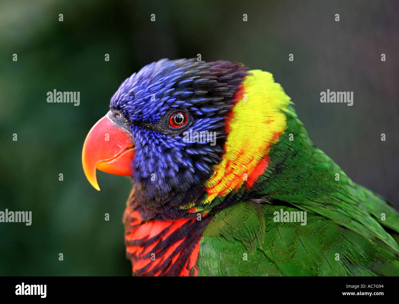 Wide eye hi-res stock photography and images - Alamy