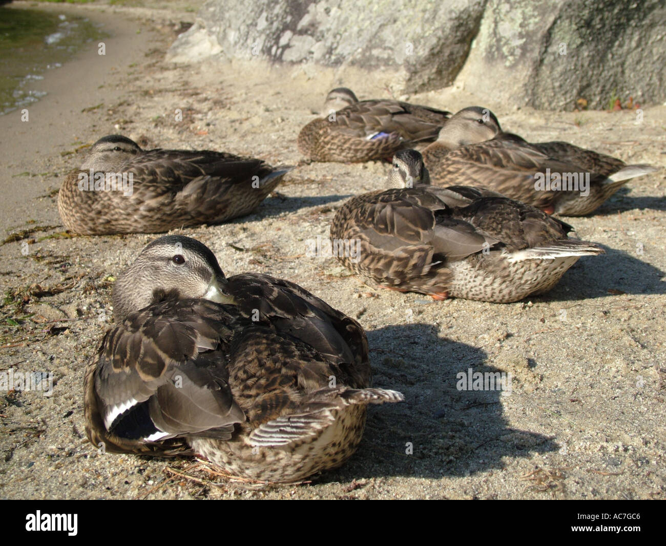 Groton state forest hi-res stock photography and images - Alamy