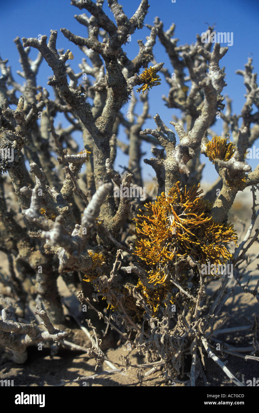 Lichen desert africa hi-res stock photography and images - Alamy
