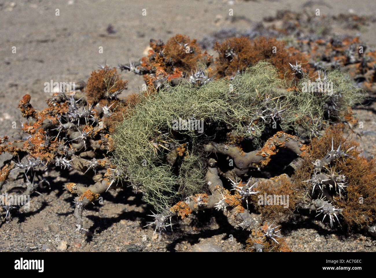 Lichen desert africa hi-res stock photography and images - Alamy