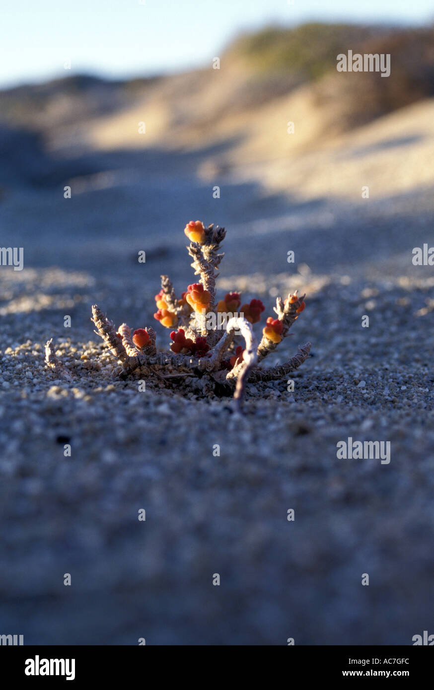 A succulent plant growing in the Namib Naukluft rocky desert Skeleton ...