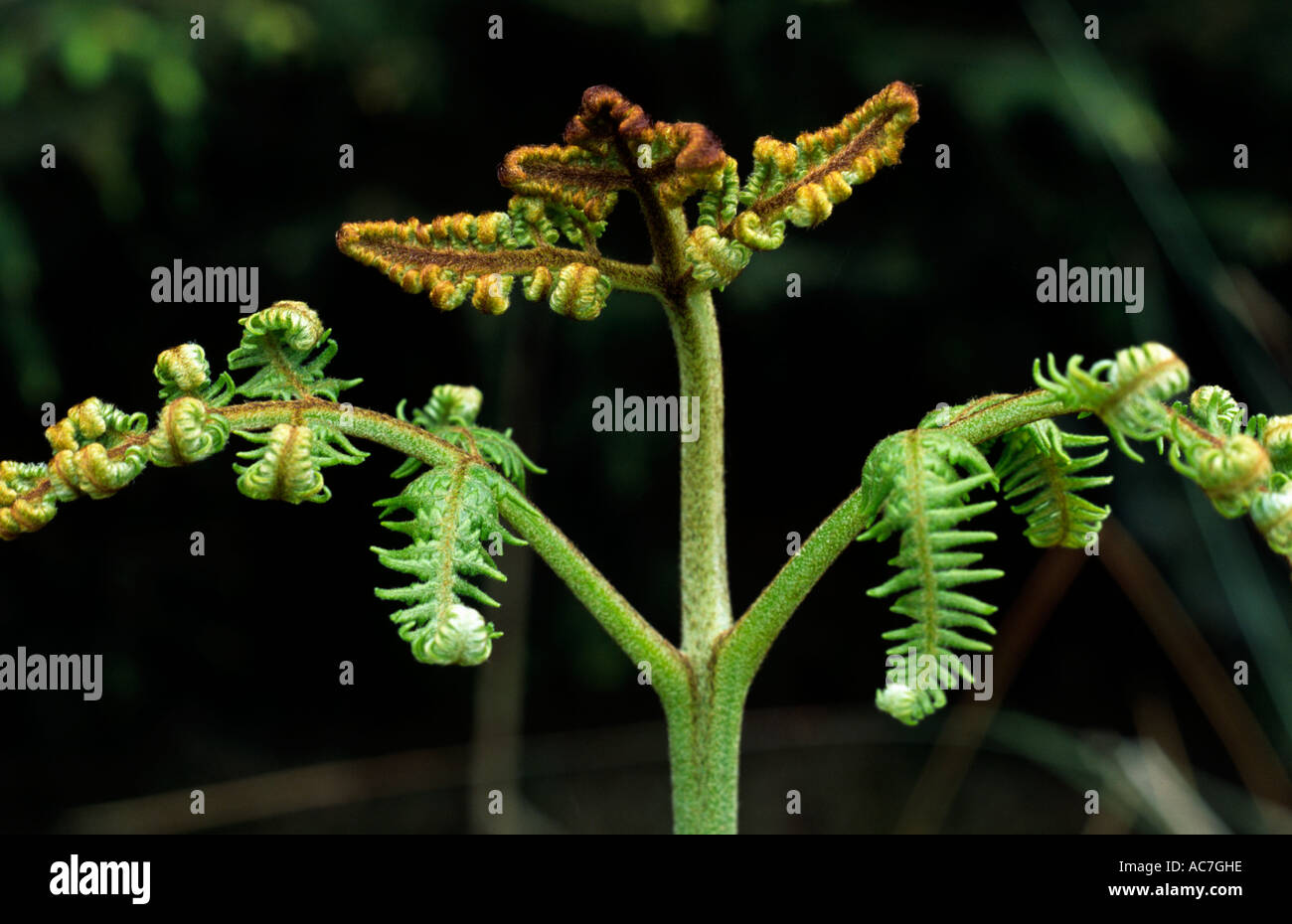 Bracken emerging hi-res stock photography and images - Alamy