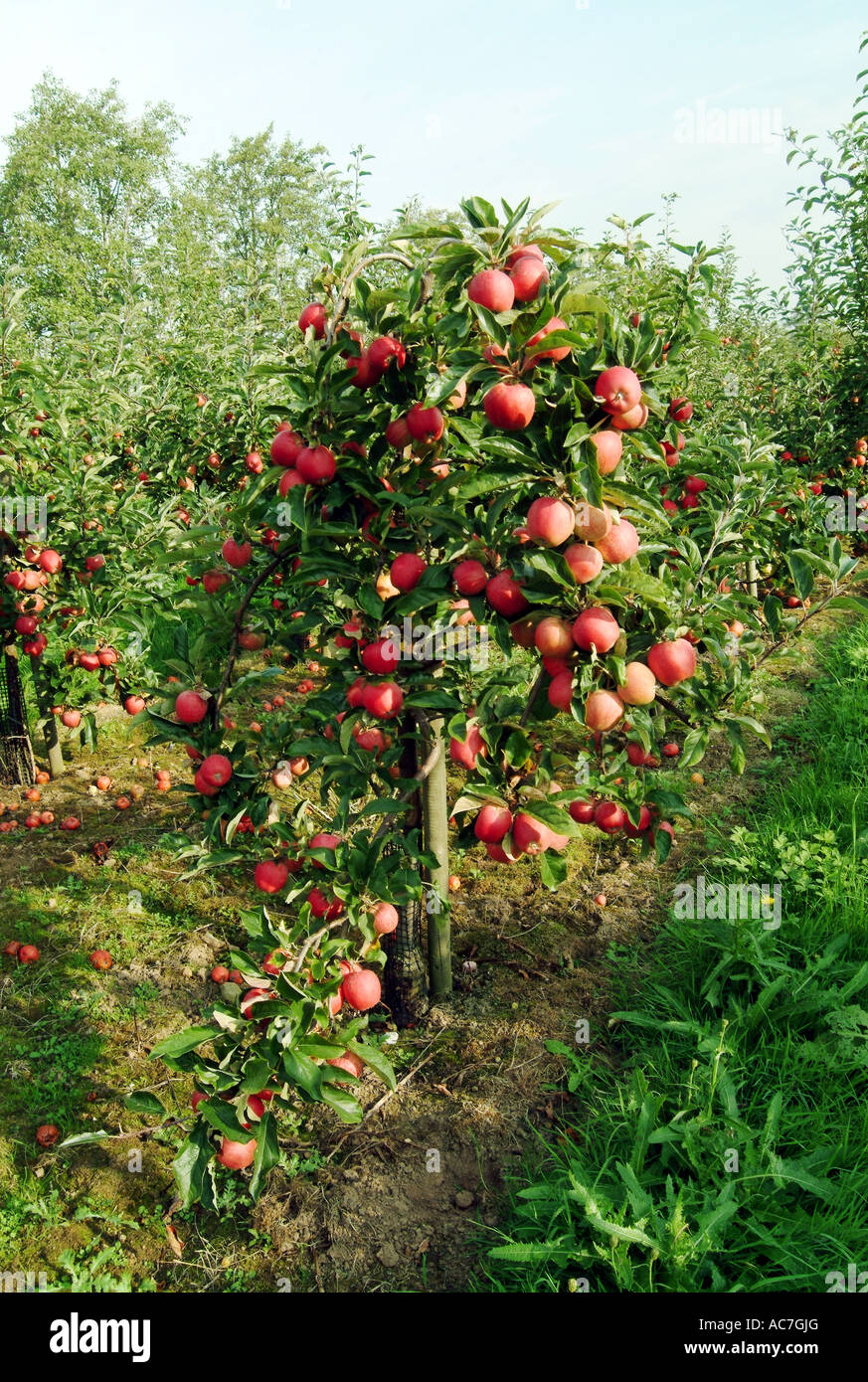 Apple orchard kent harvest hi-res stock photography and images - Alamy
