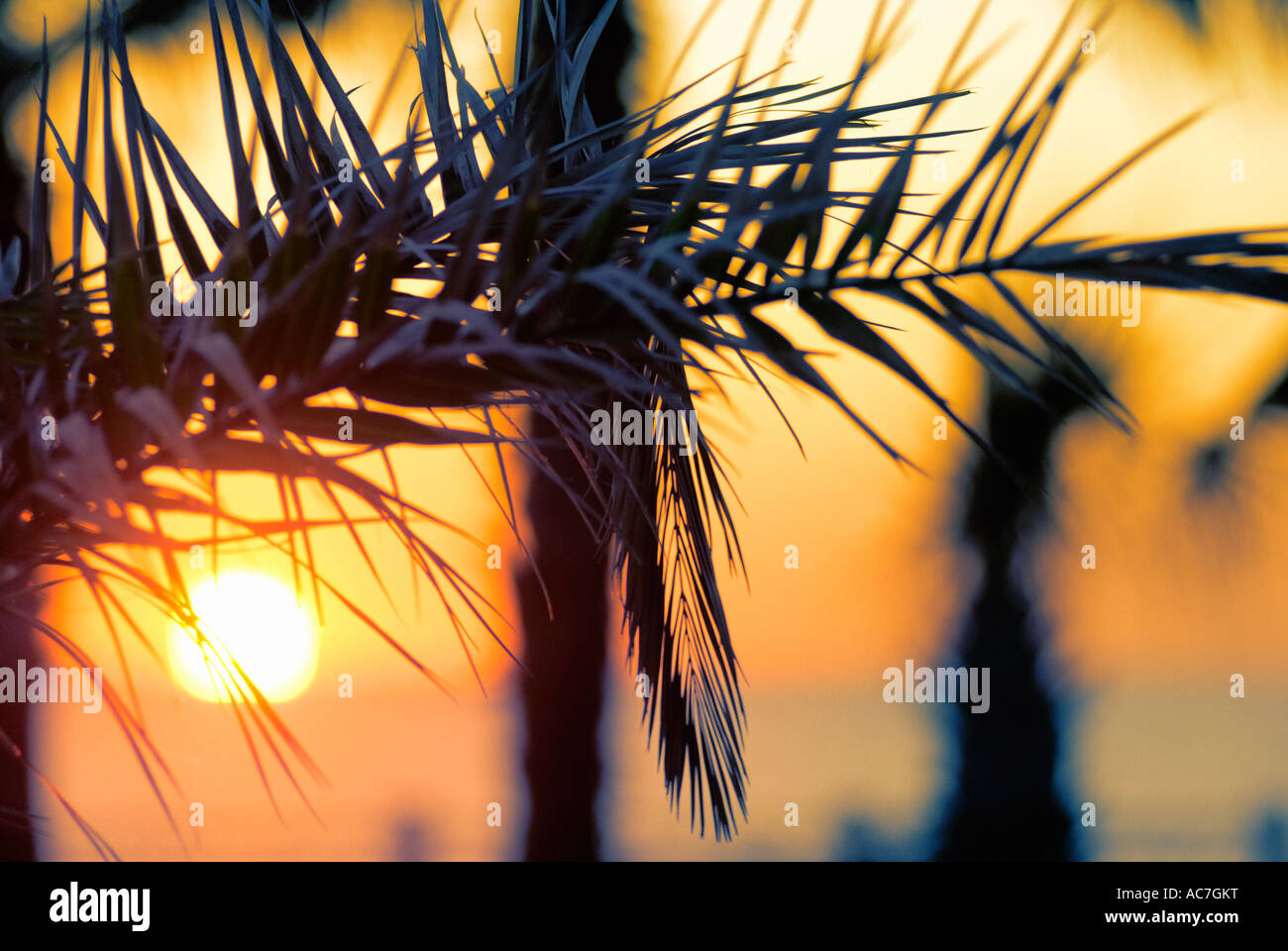 Beautiful sunset palm tree on hi-res stock photography and images - Alamy