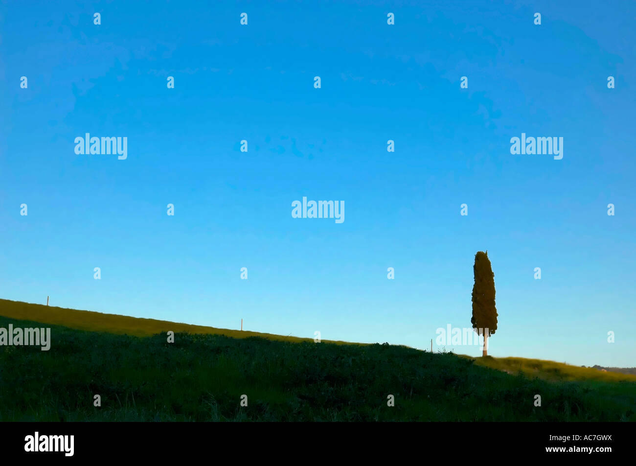 Pine trees on ridge in the Tuscany region of Italy Stock Photo - Alamy