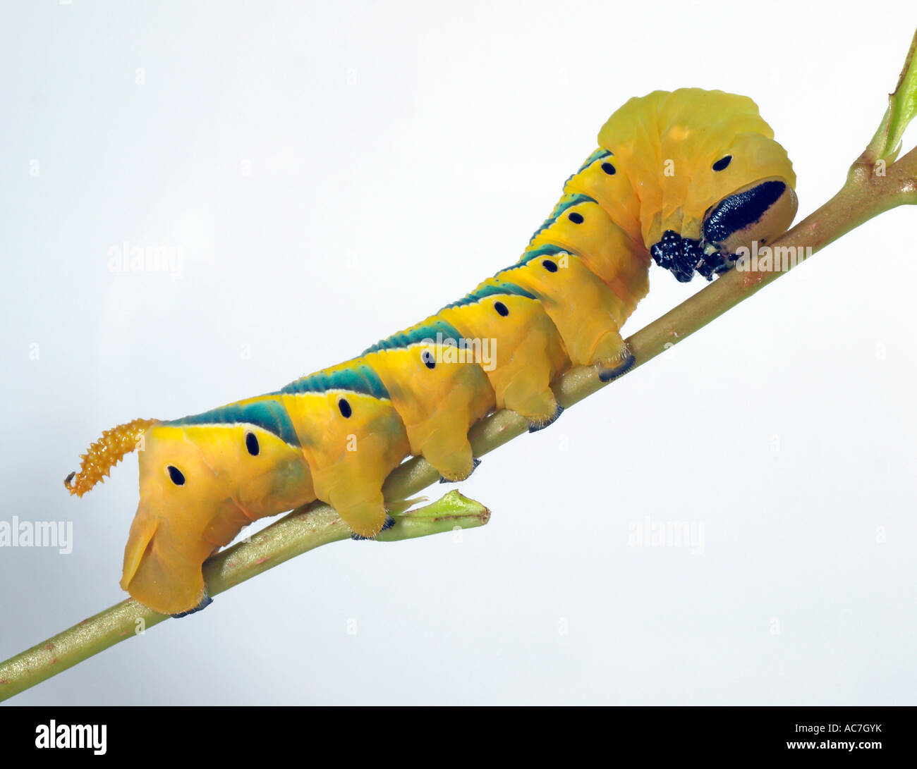 Death's Head Hawkmoth larva Stock Photo - Alamy