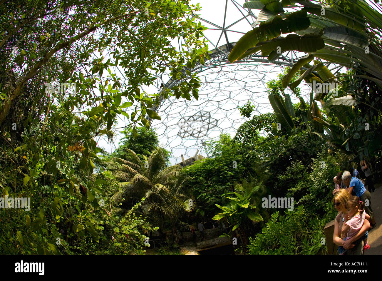 Rainforest dome interior daylight daytime Eden Project St Austell ...