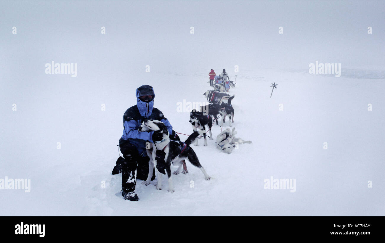 Dog sledding in the Arctic circle Stock Photo - Alamy