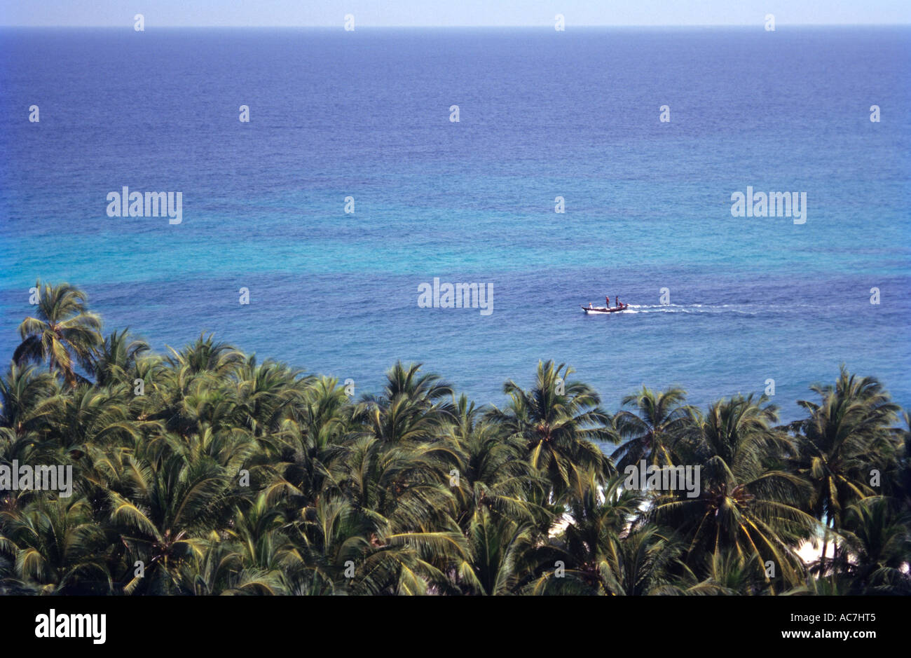 COCONUT CANOPY OF ANDROTT ISLAND Stock Photo - Alamy