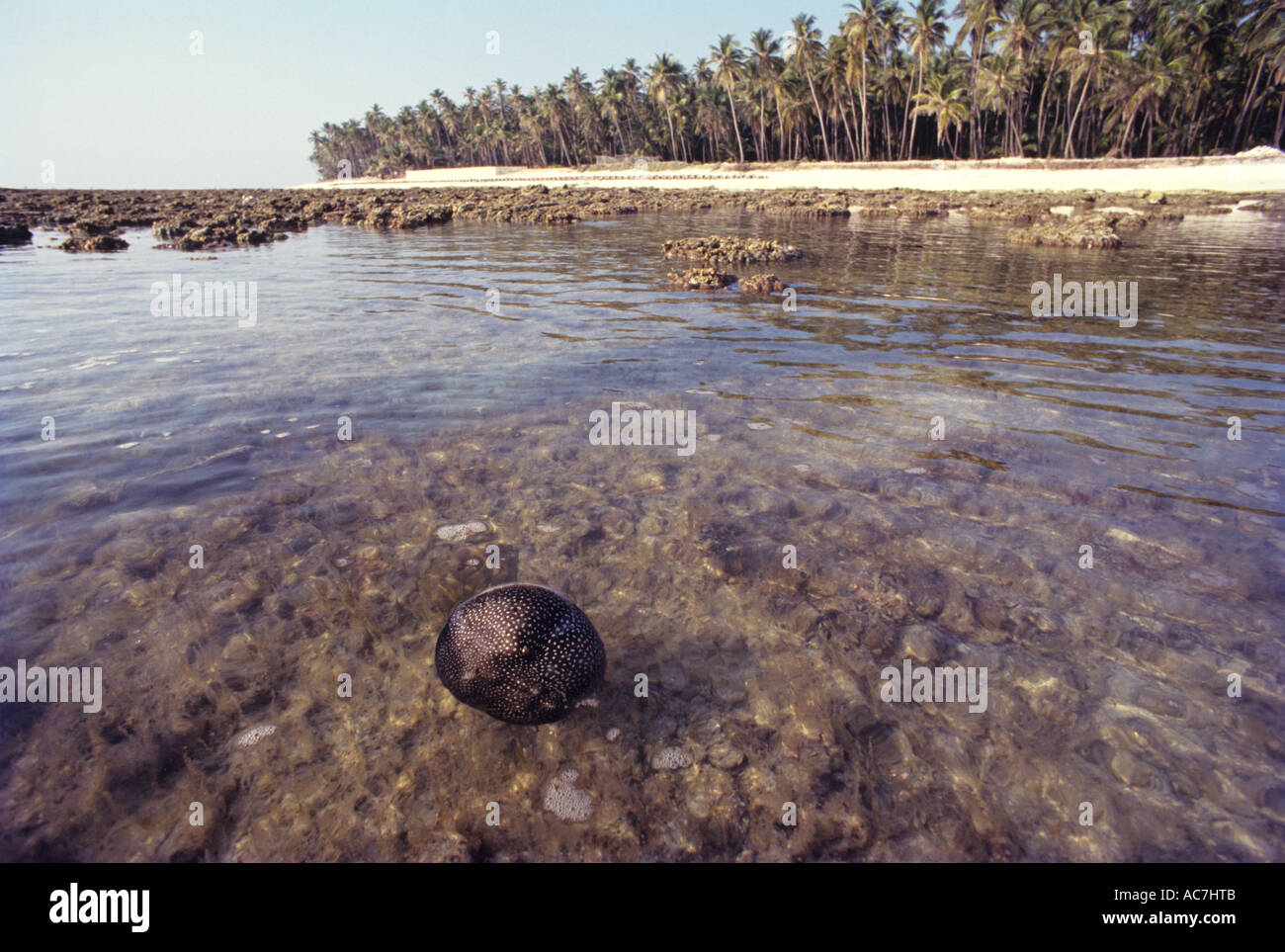 CORAL EXPOSED DURING LOW TIDE AT ANDROTT ISLAND Stock Photo - Alamy