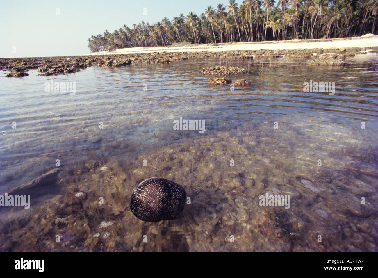 CORAL EXPOSED DURING LOW TIDE AT ANDROTT ISLAND Stock Photo - Alamy