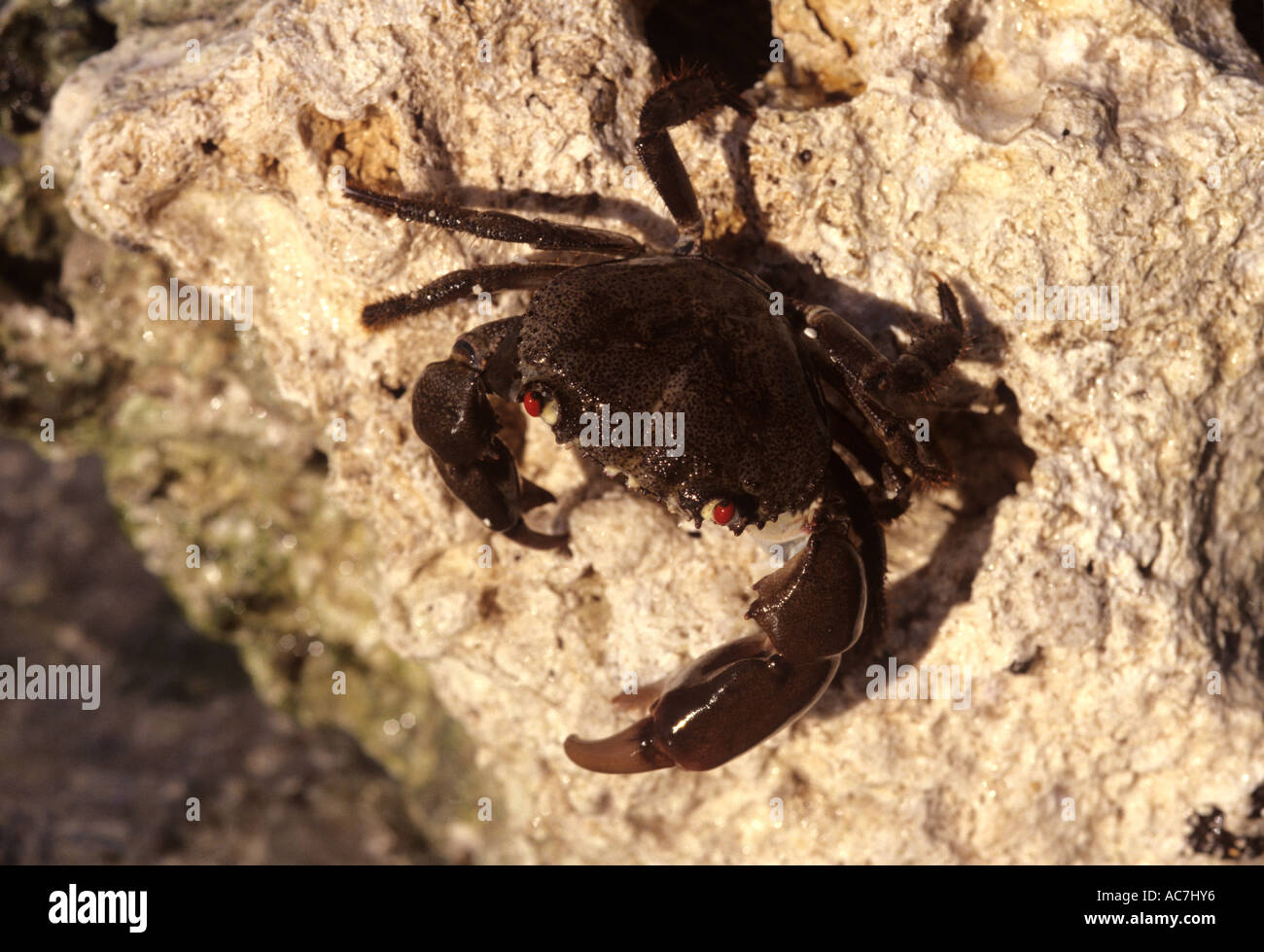 CRAB RESTING ON DEAD CORAL Stock Photo - Alamy