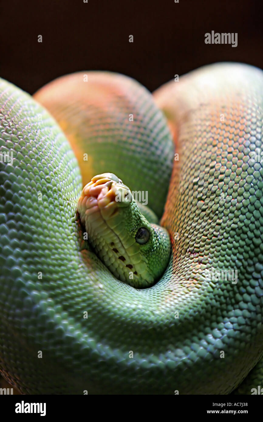Green constrictor snake coiled with head peering out and looking at ...