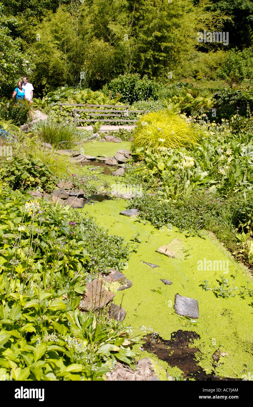 an algae covered pond Stock Photo - Alamy