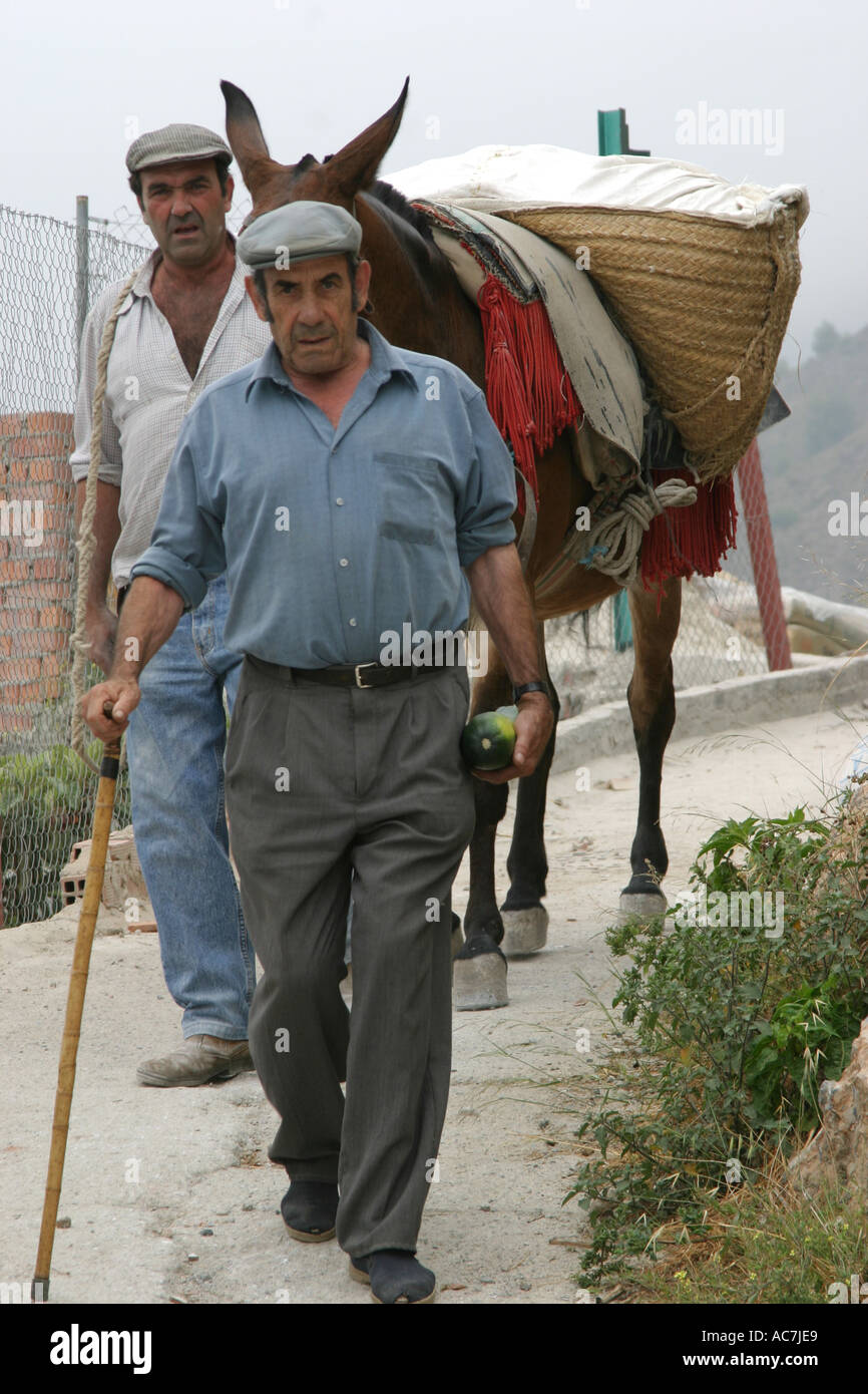 donkey builder work spain frigiliana carry spanish hot Stock Photo - Alamy