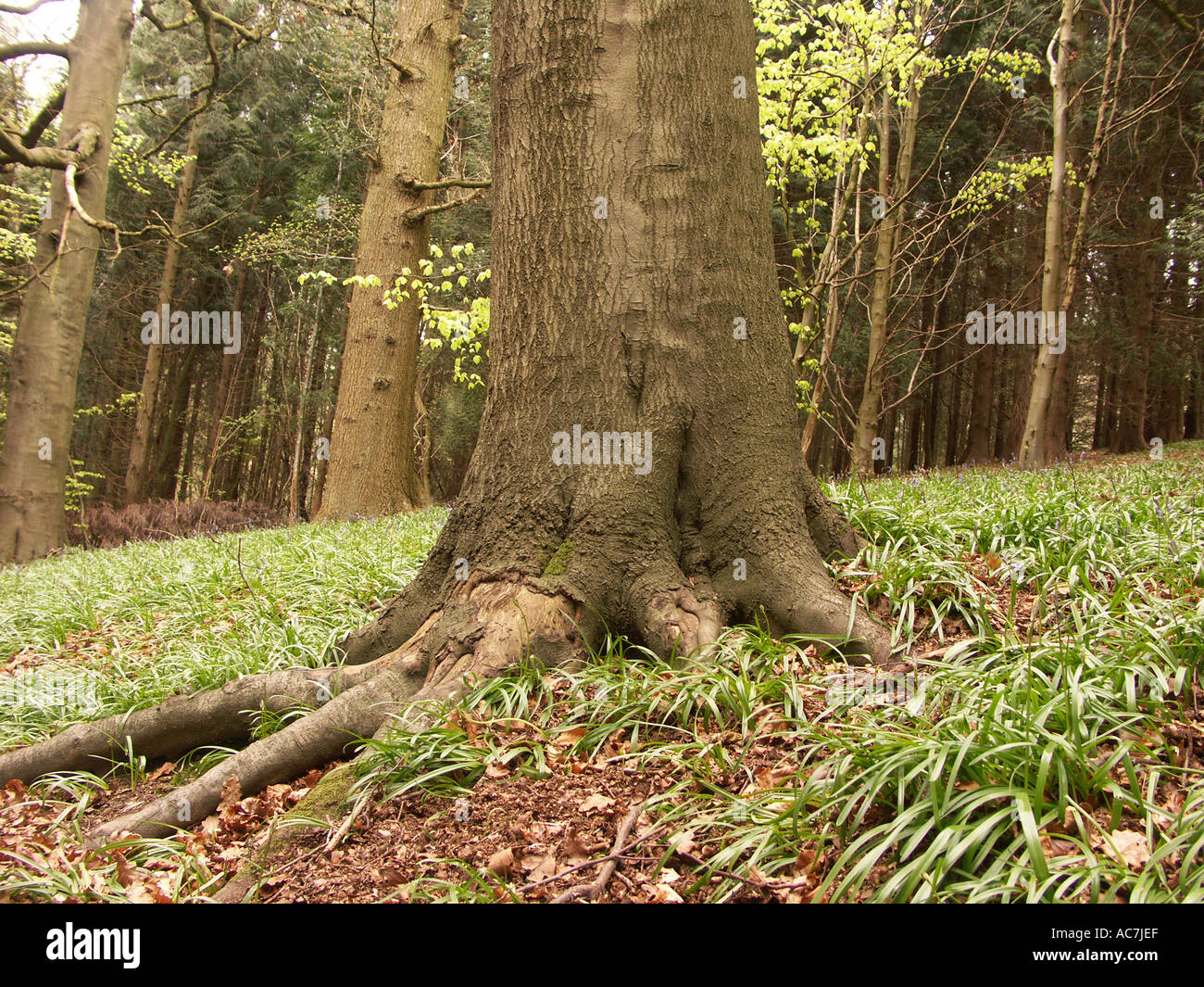 tree trunk with roots exposed and the forest floor covered with a new ...