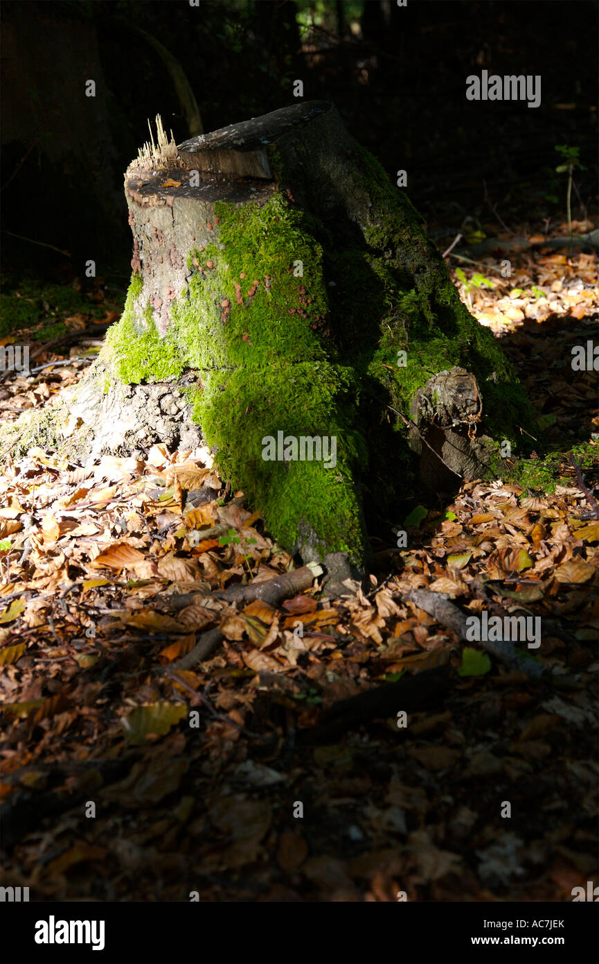 The sun coming through the trees and illuminating the tree stump Stock ...