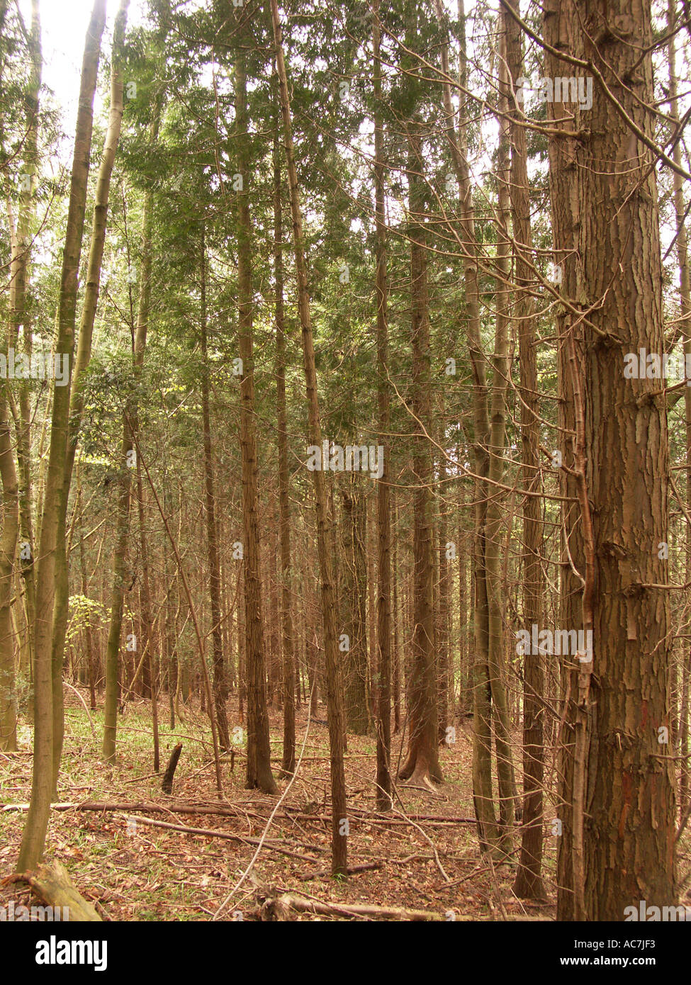 a wild late winter forest on an overcast day in the malvern hills ...