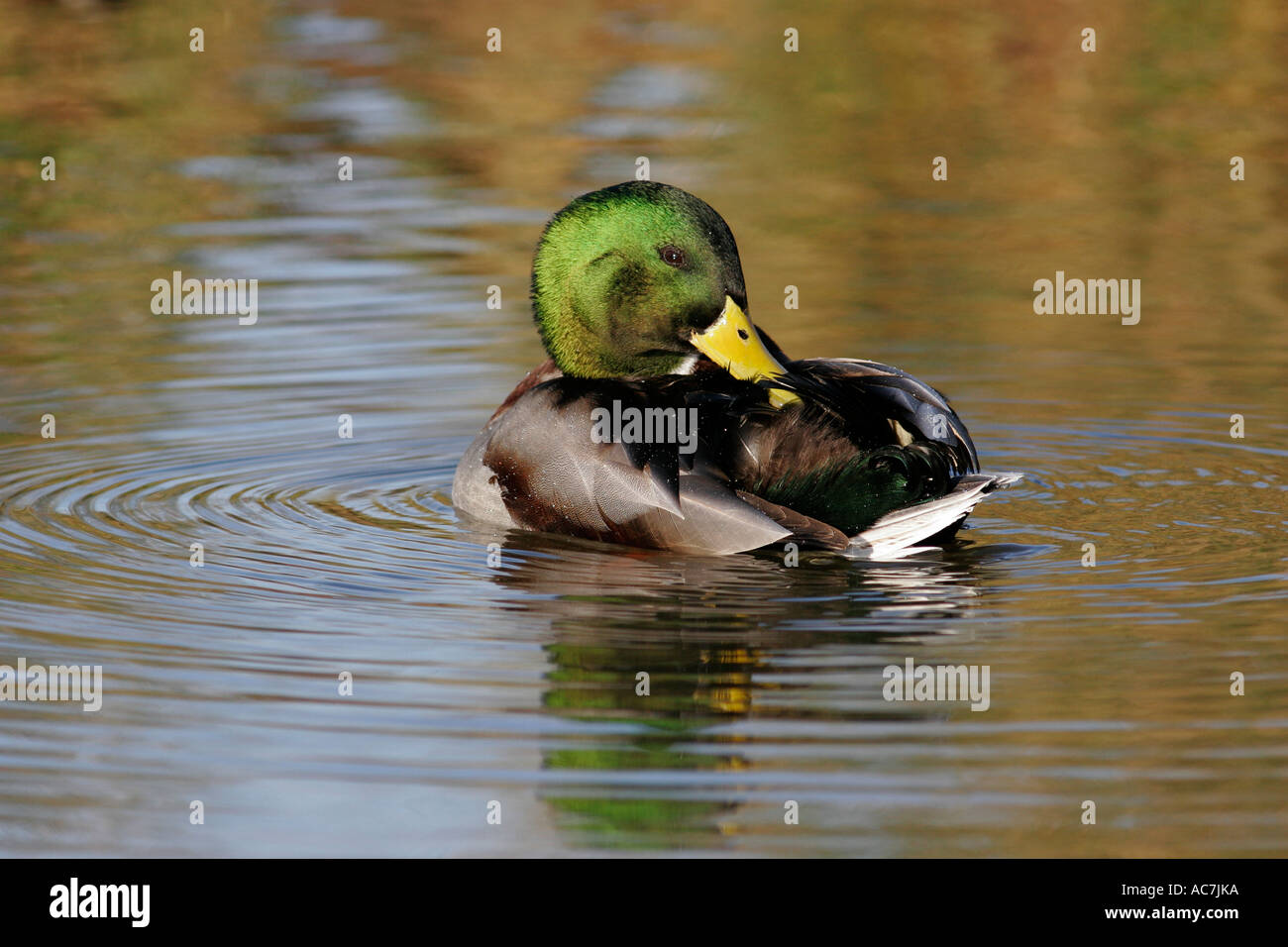Mallard preening on water Stock Photo - Alamy