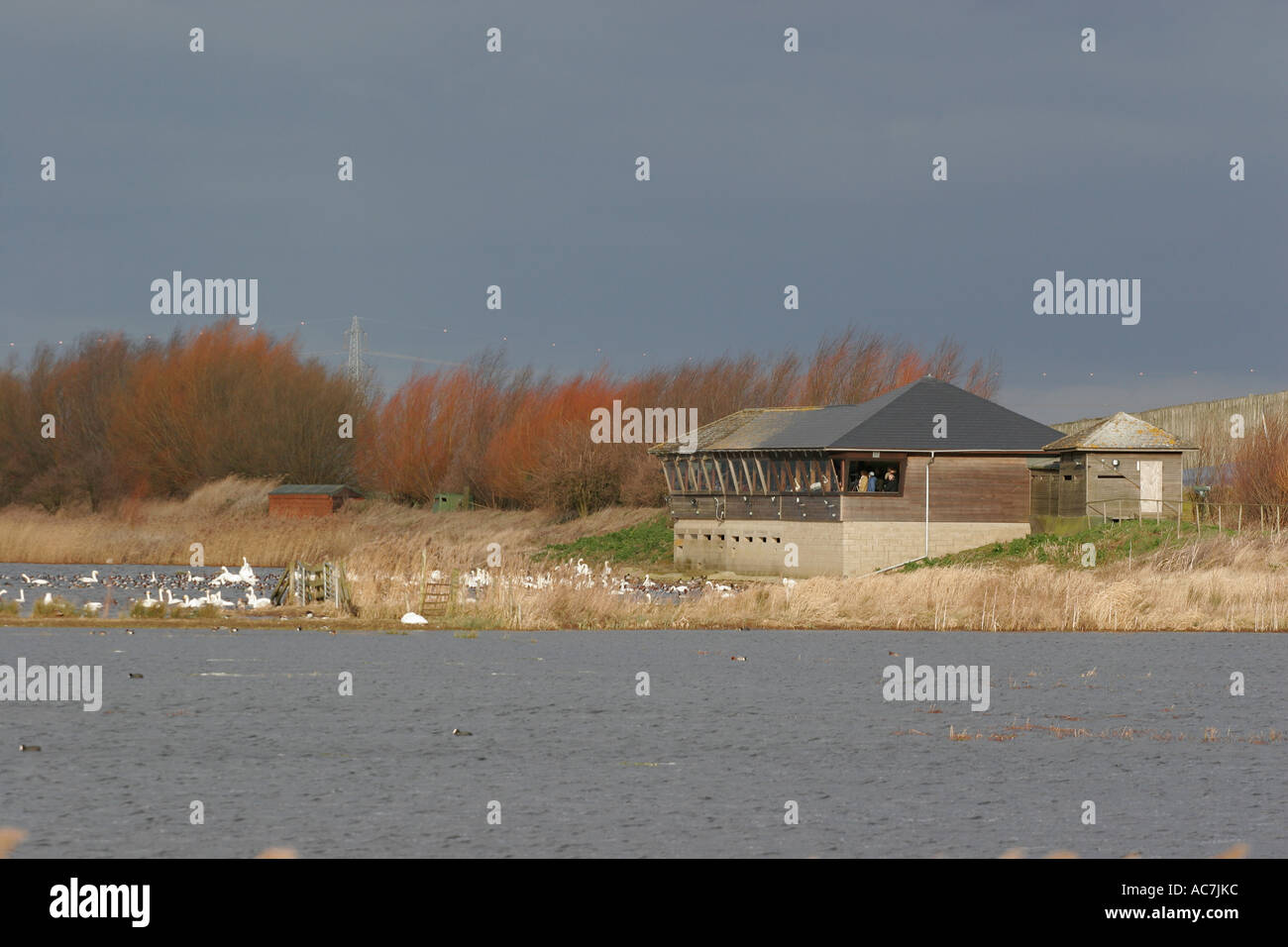 Welney Wetland and Wildfowl Trust nature reserve Stock Photo - Alamy