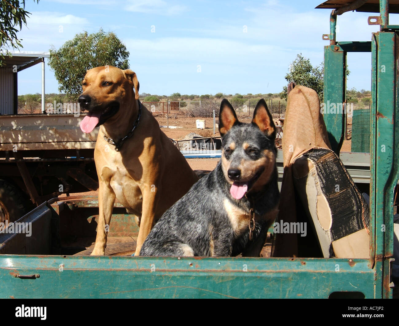 Australian wild dogs hi-res stock photography and images - Alamy