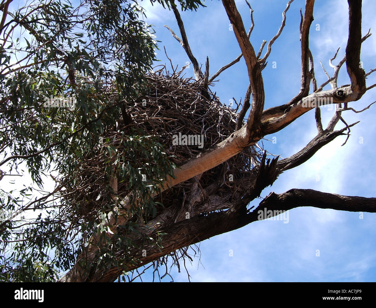 Large birds nest , Mullewa, Western Australia Stock Photo - Alamy