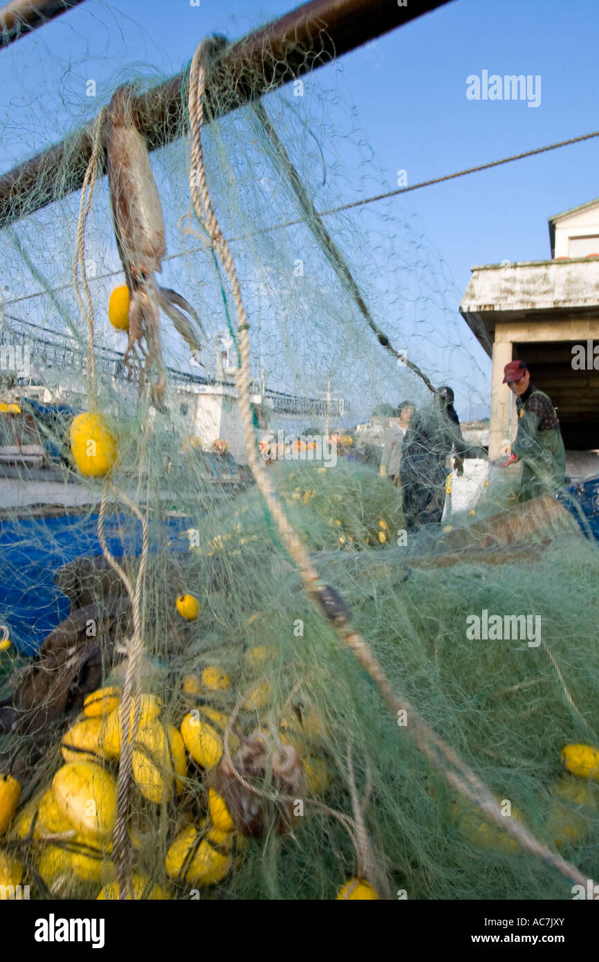 Pulling Nets and Removing Squid on Piers Cheongjin Fishing Village near ...