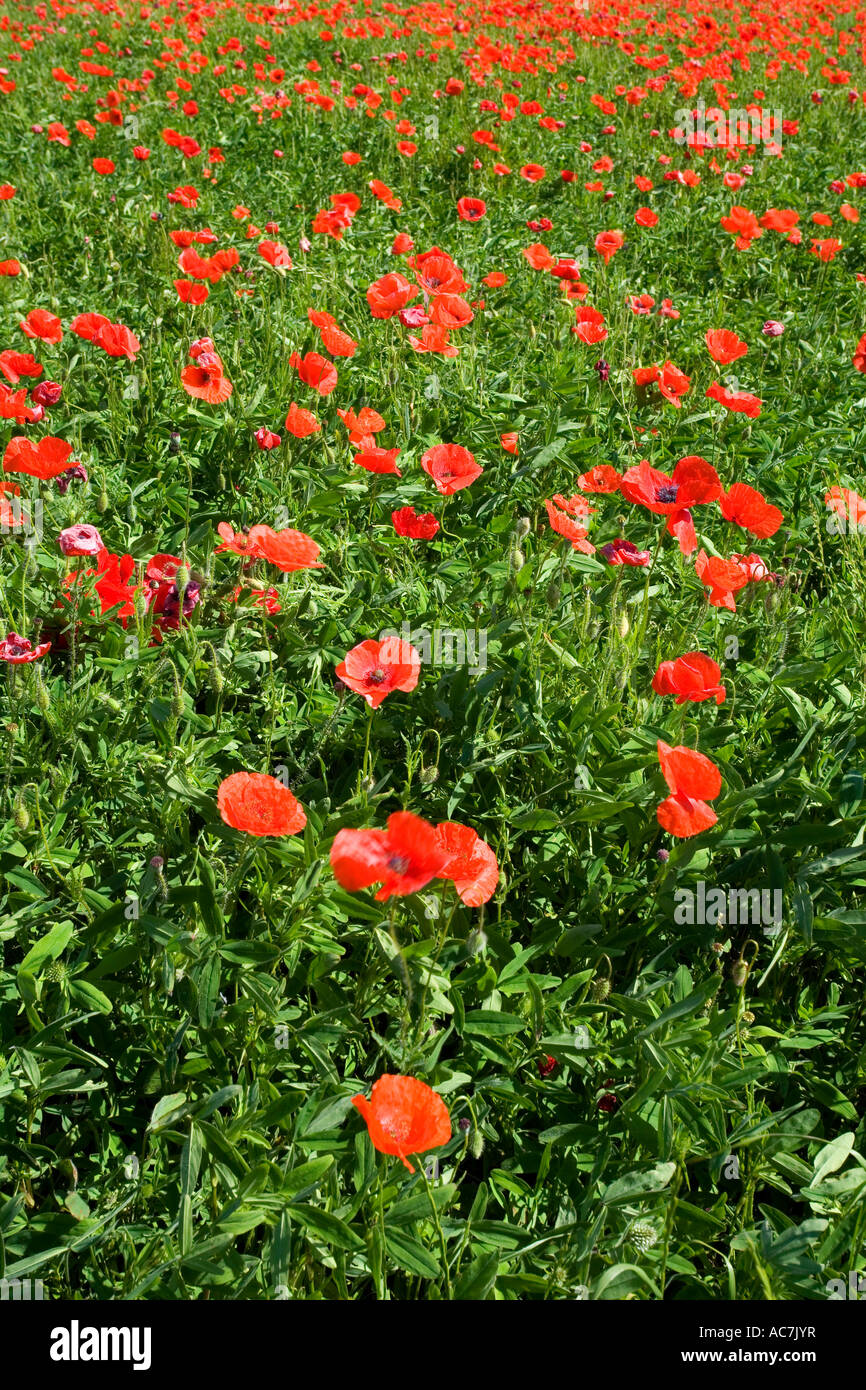 Field of poppies in Tuscany Italy Stock Photo - Alamy