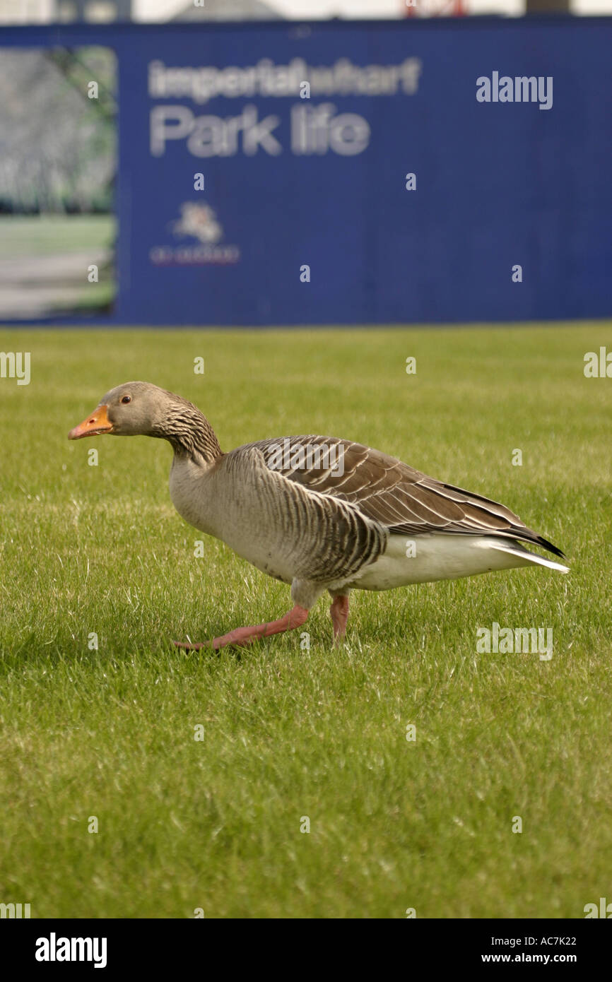 Imperial goose hi-res stock photography and images - Alamy