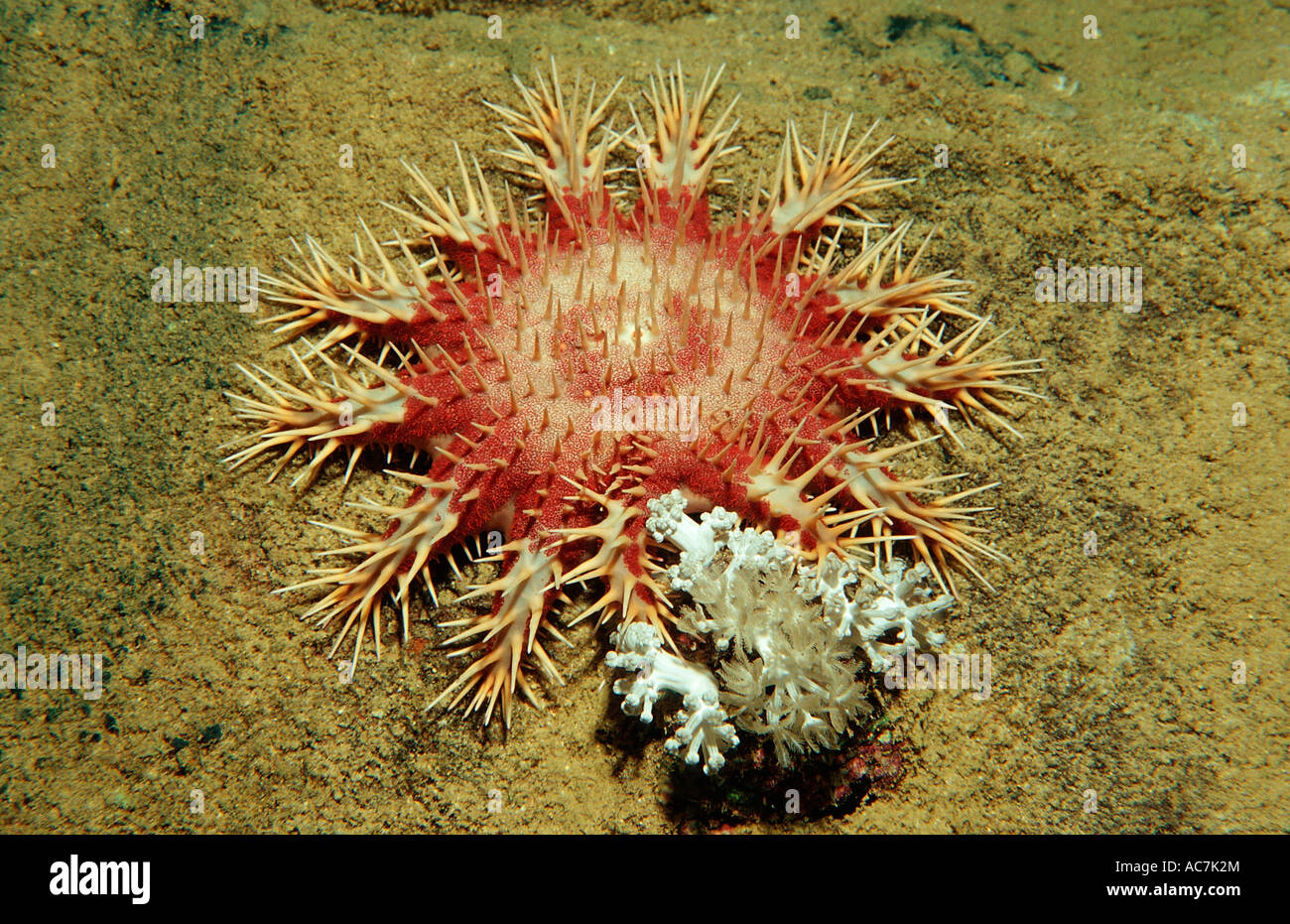 Acanthasteridae High Resolution Stock Photography and Images - Alamy