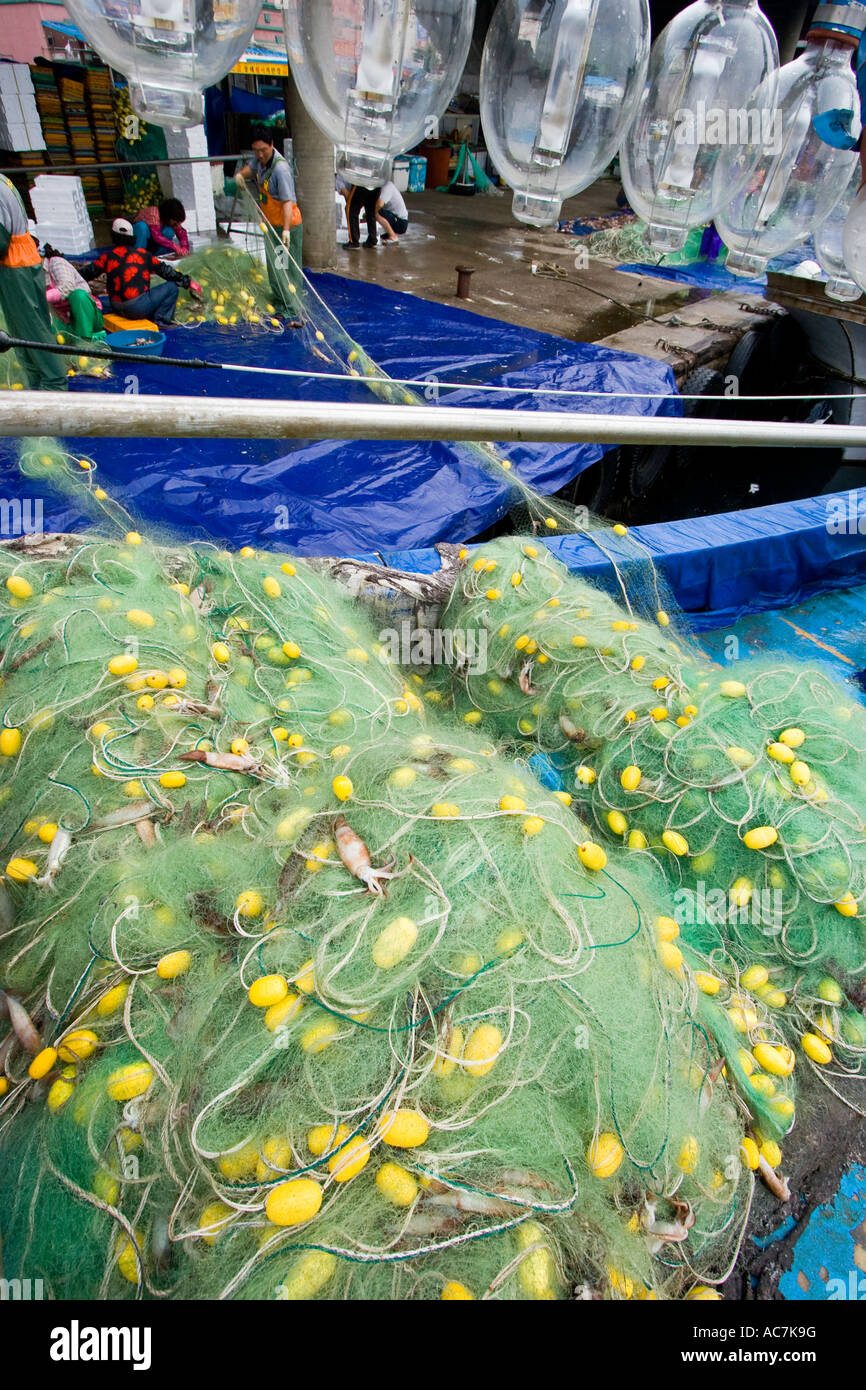 Pulling Nets and Removing Squid on Piers Cheongjin Fishing Village near ...