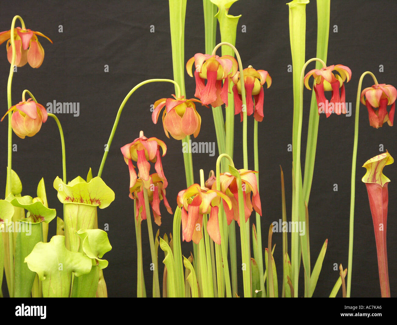 a variety of pitcher plant on display at the Malvern spring flower show ...