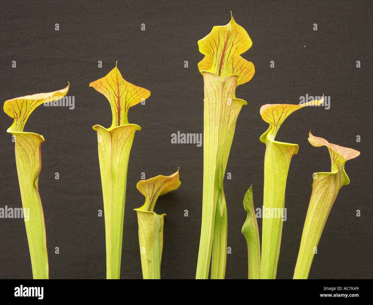 hooded pitcher plant on display at the Malvern spring flower show 2004 ...