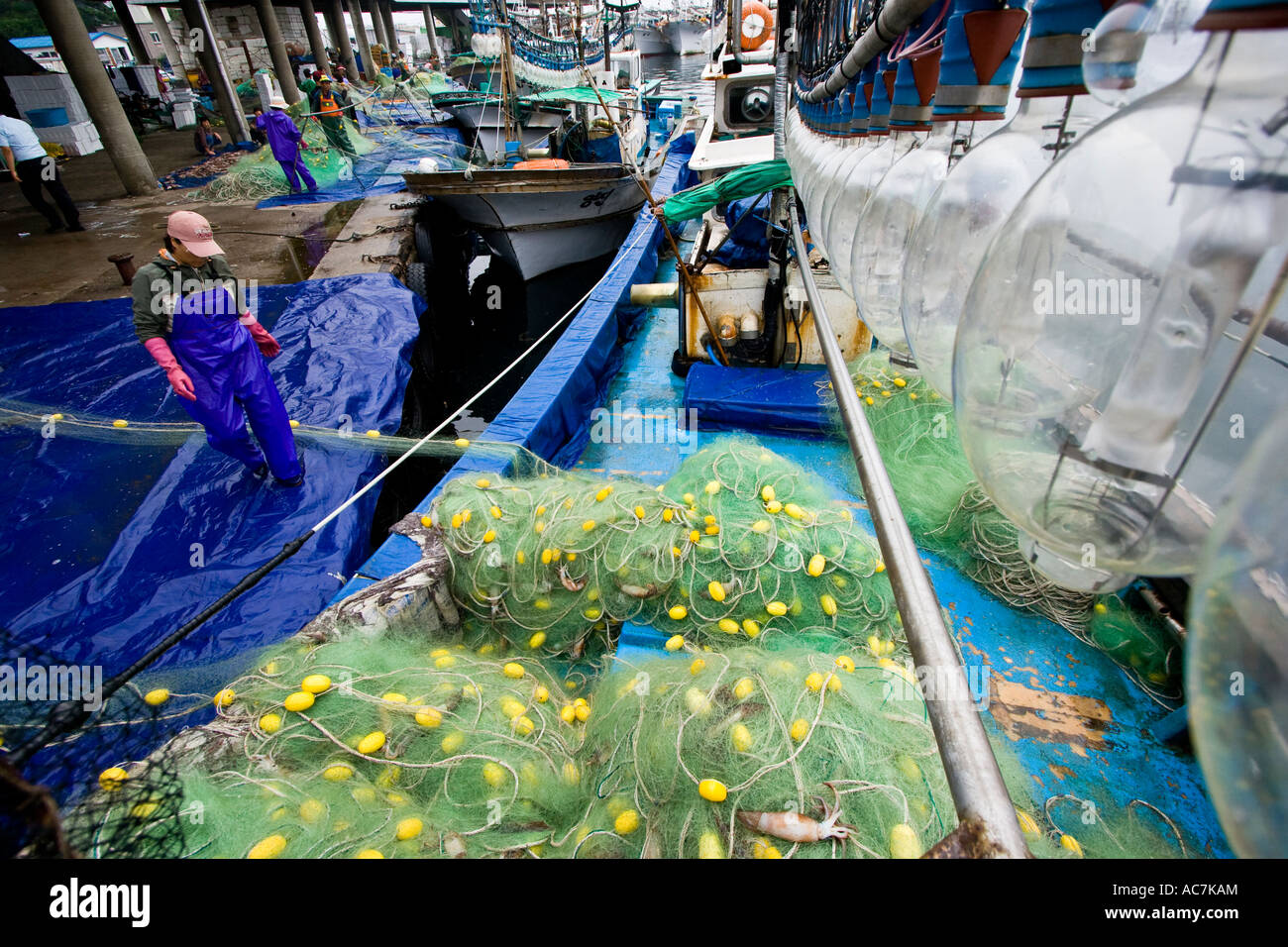 Pulling Nets and Removing Squid on Piers Cheongjin Fishing Village near ...